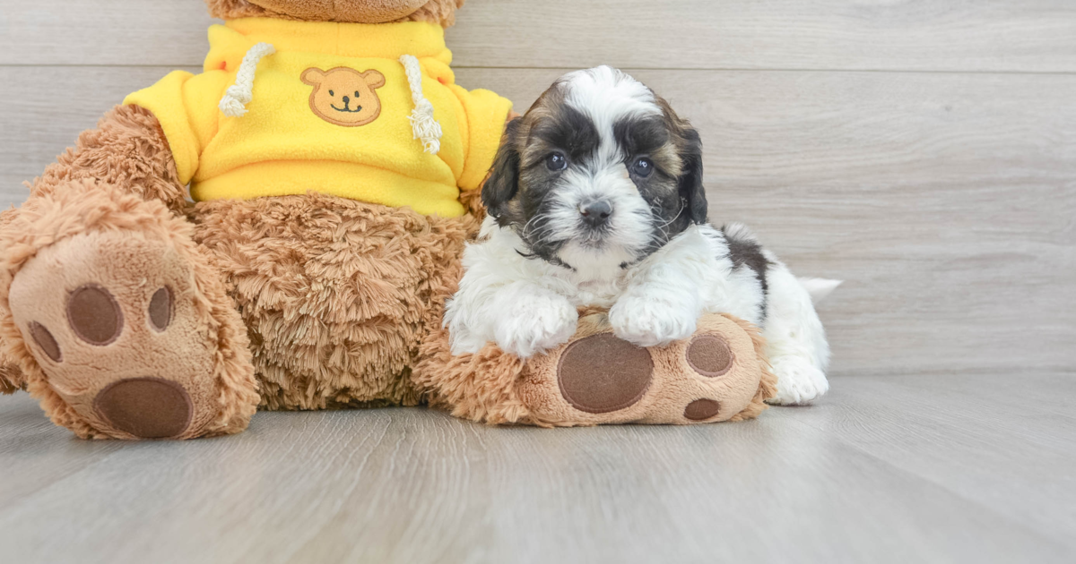 Sweet Shih Poo Shane: 5lb 6oz Doodle Puppy