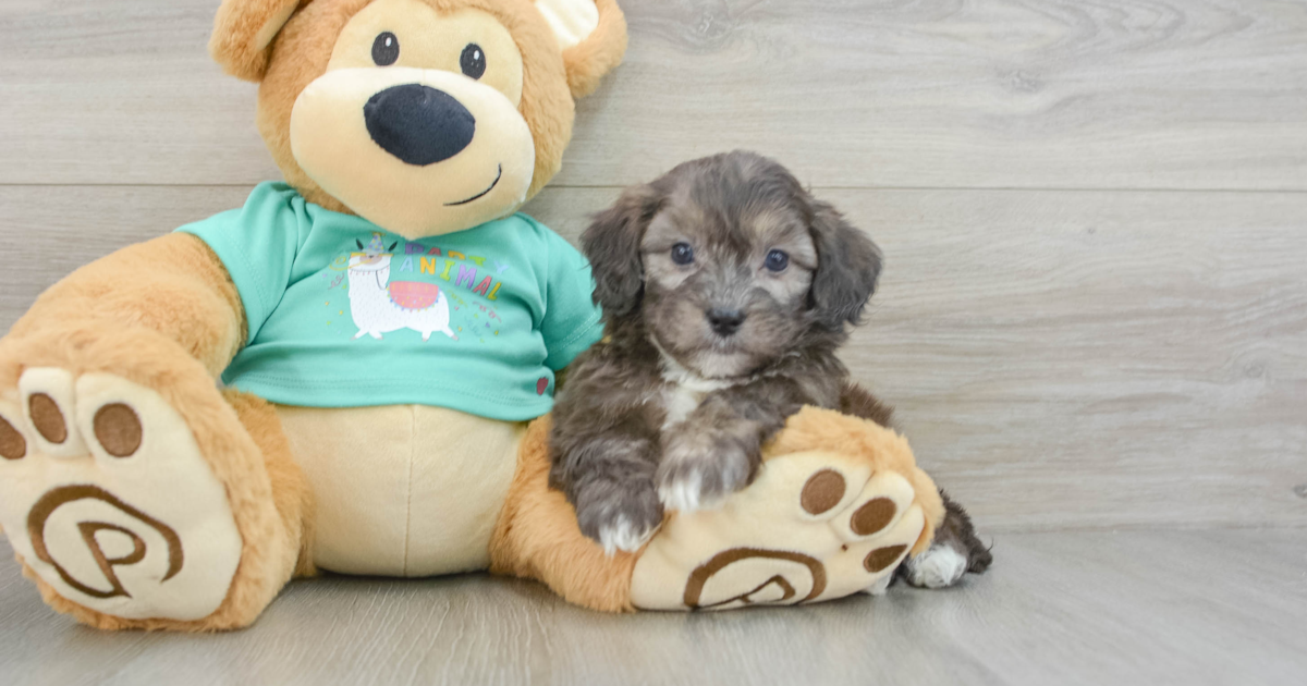 Hypoallergenic Shih Poo Shane: 4lb 15oz Doodle Puppy