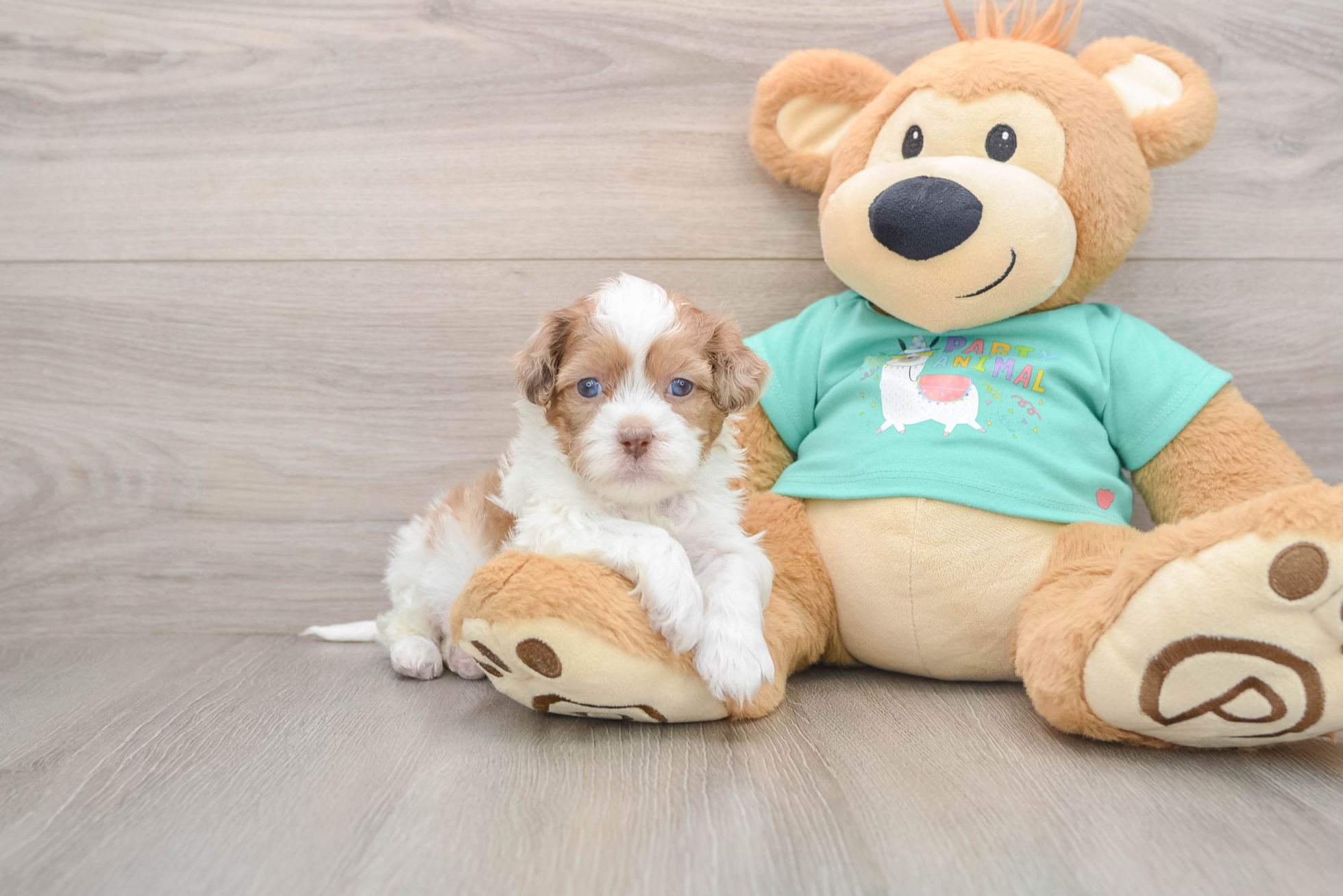 Shih Poo Shane: 2lb 4oz Doodle Puppy