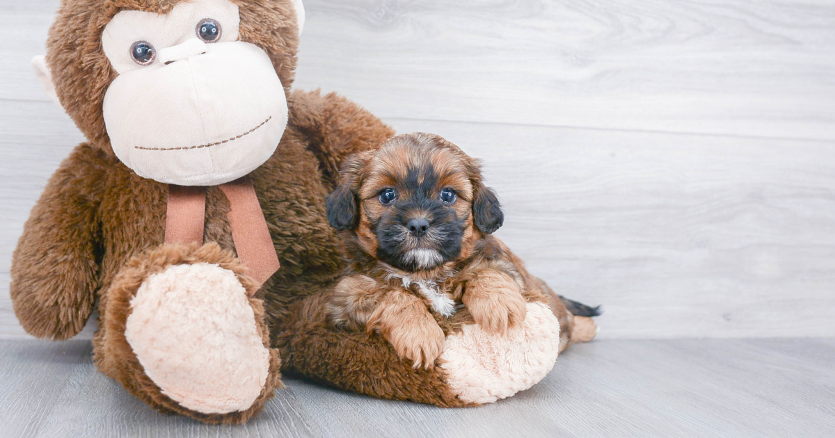 Fluffy Shih Poo Shane: 3lb 9oz Doodle Puppy
