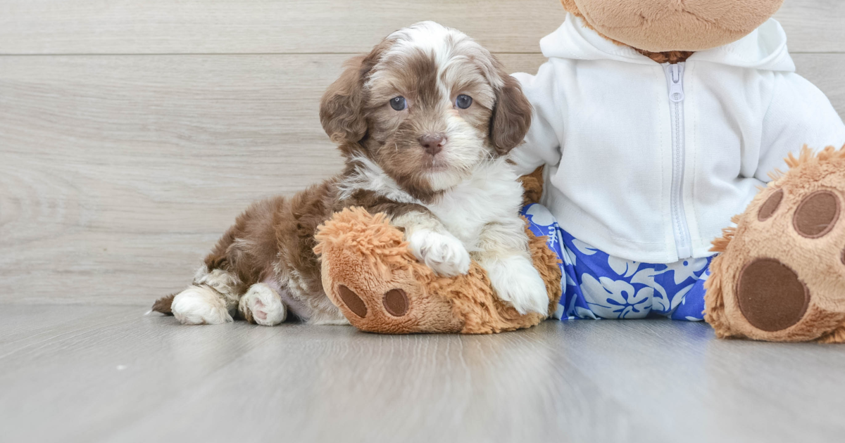 Friendly Shih Poo Snuggles: 5lb 12oz Doodle Puppy
