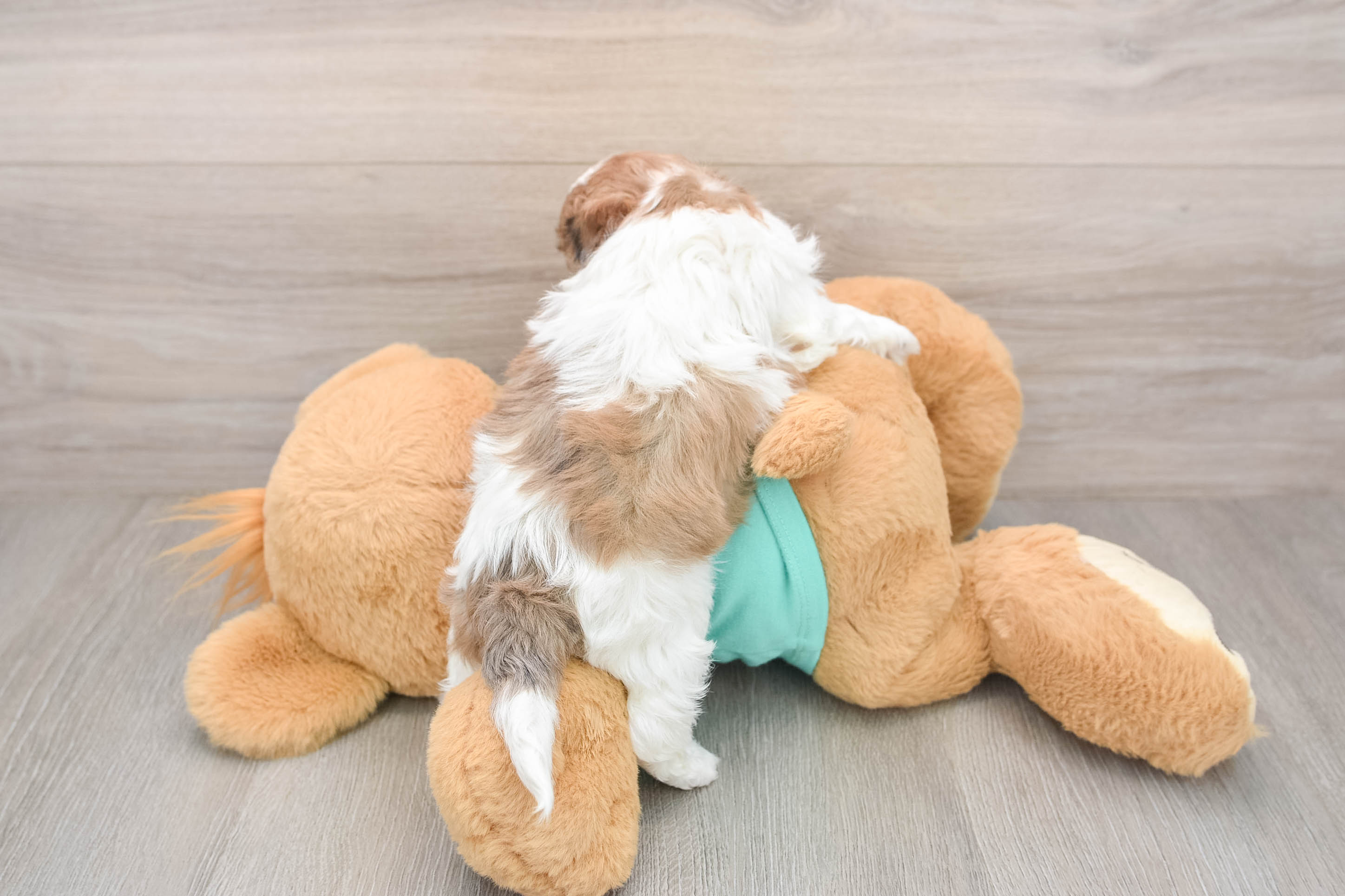 Shih Poo Snuggles: 2lb 4oz Doodle Puppy