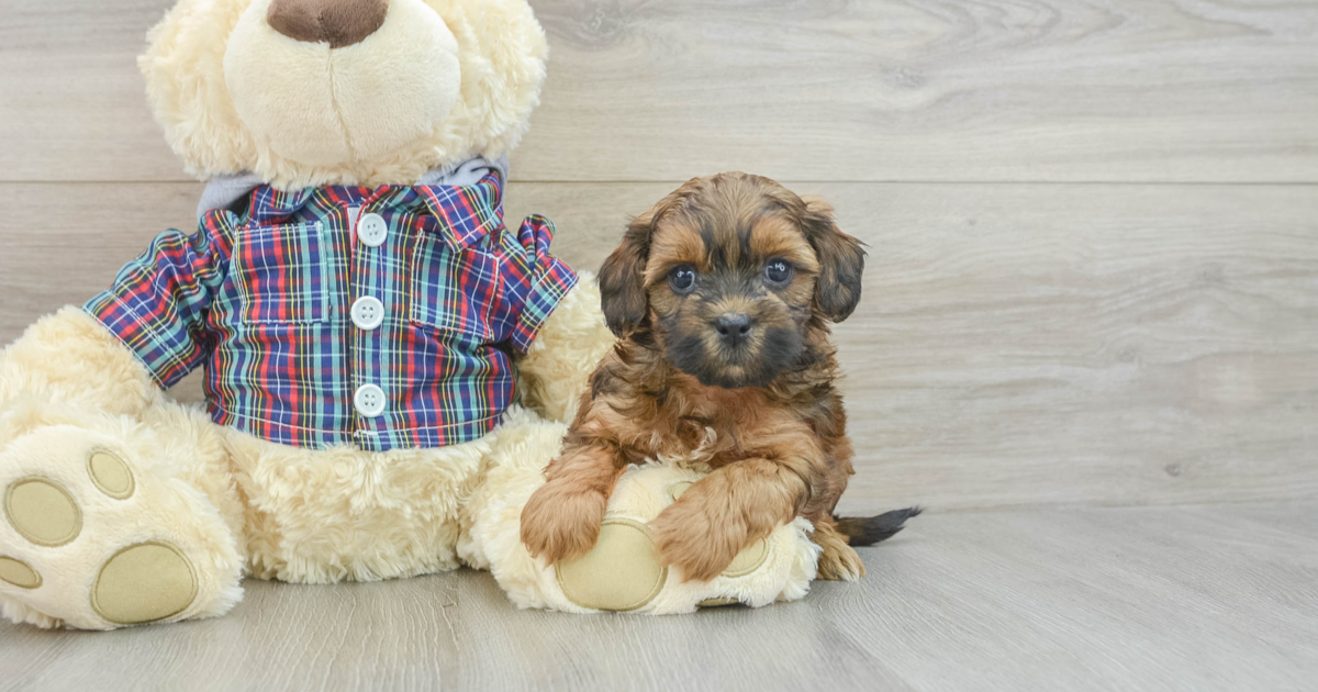 Hypoallergenic Shih Poo Sosa: 3lb 14oz Doodle Puppy
