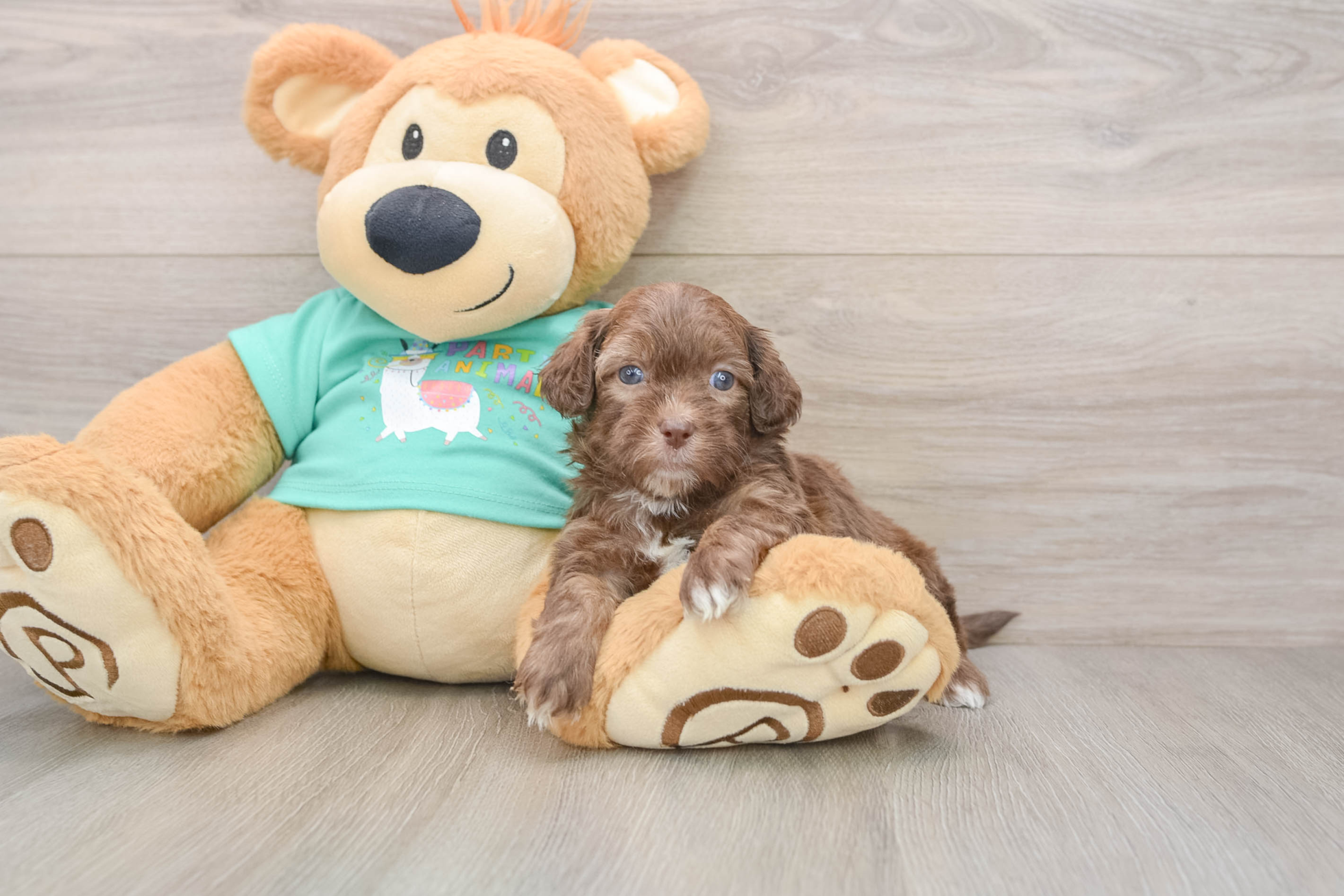 Shih Poo Sosa: 2lb 2oz Doodle Puppy