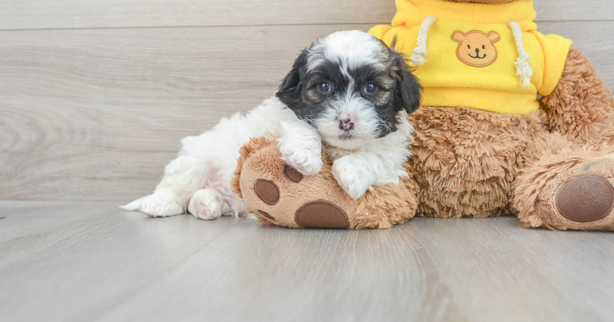 Small Shih Poo Stanley: 4lb 14oz Doodle Puppy