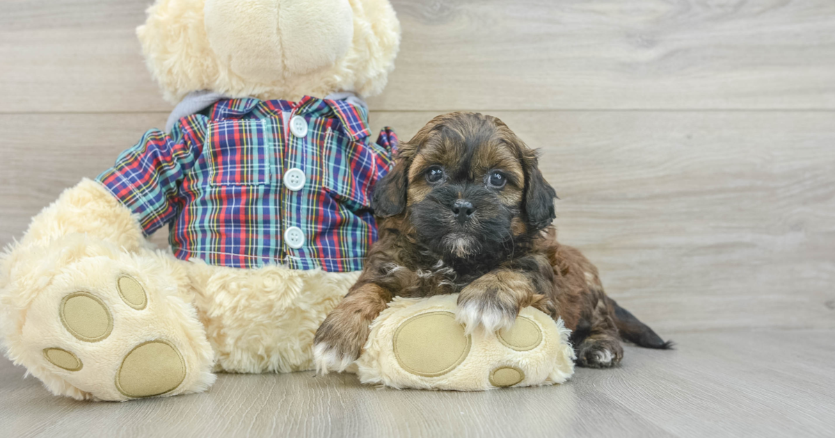 Energetic Shih Poo Stanley: 5lb 5oz Doodle Puppy