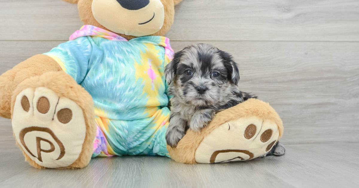 Funny Shih Poo Stanley: 3lb 15oz Doodle Puppy