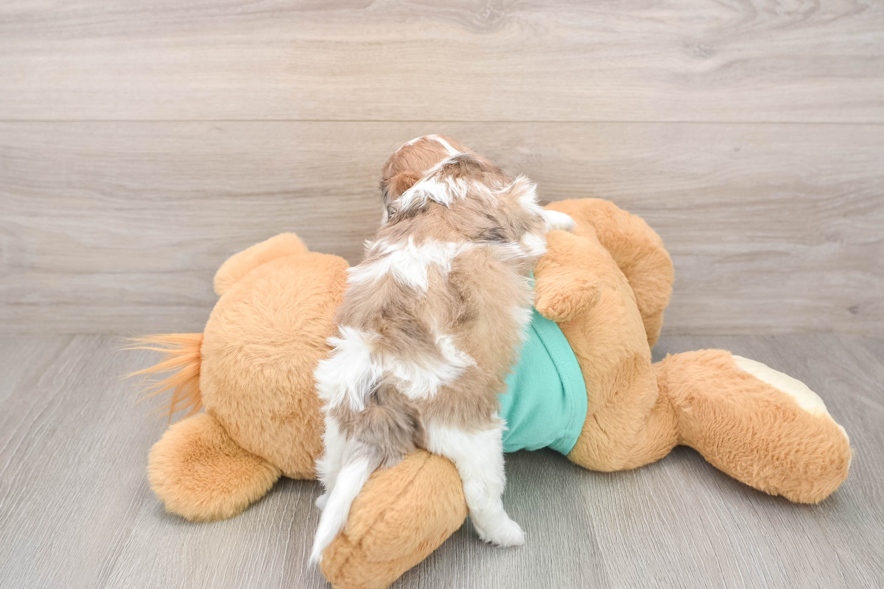 Shih Poo Stanley: 2lb 4oz Doodle Puppy