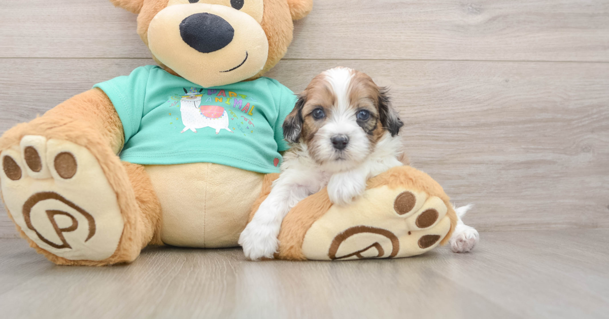 Small Shih Poo Stanley: 5lb 6oz Doodle Puppy