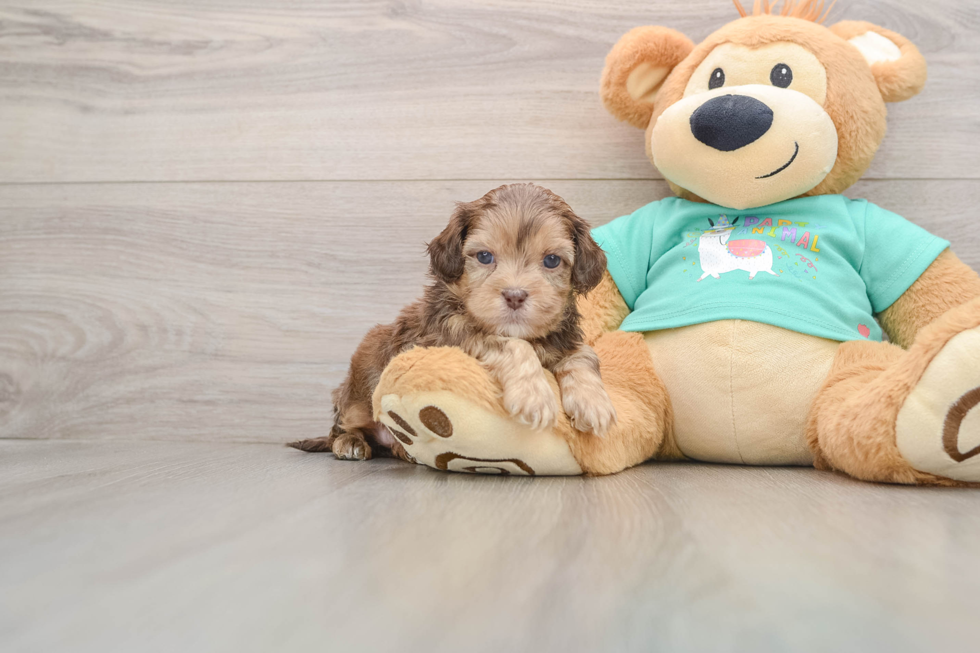 Shih Poo Stew: 1lb 14oz Doodle Puppy