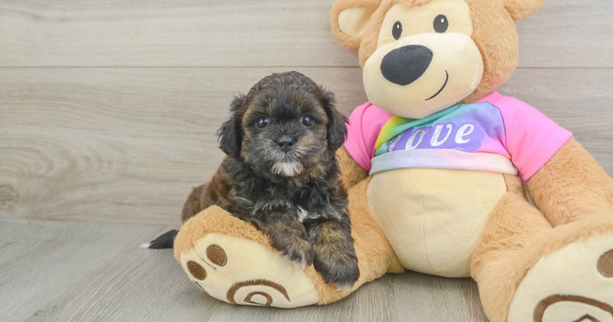 Popular Shih Poo Teri: 3lb 9oz Doodle Puppy