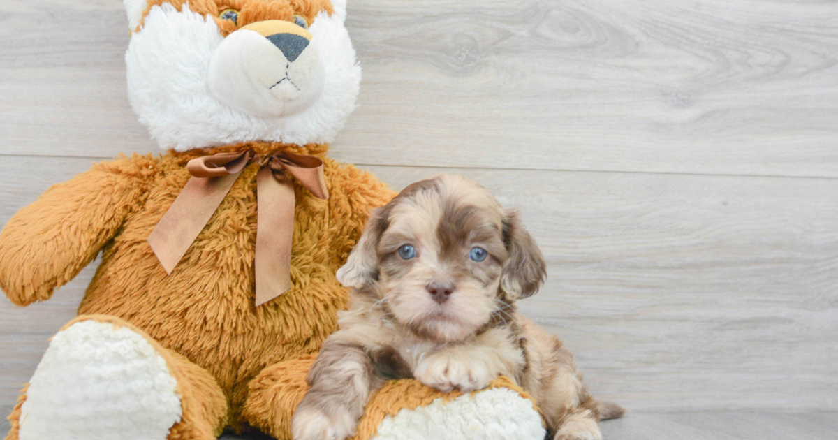 Petite Shih Poo Theo: 3lb 6oz Doodle Puppy