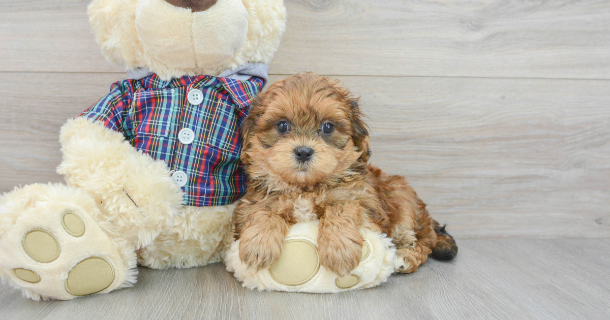 Happy Shih Poo Theo: 4lb 2oz Doodle Puppy