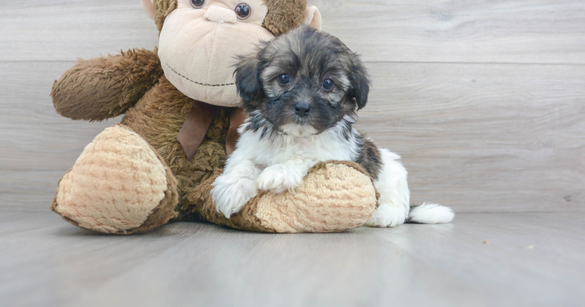 Cute Shih Poo Theo: 3lb 6oz Doodle Puppy