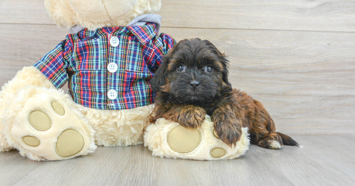 Friendly Shih Poo Toby: 4lb 1oz Doodle Puppy