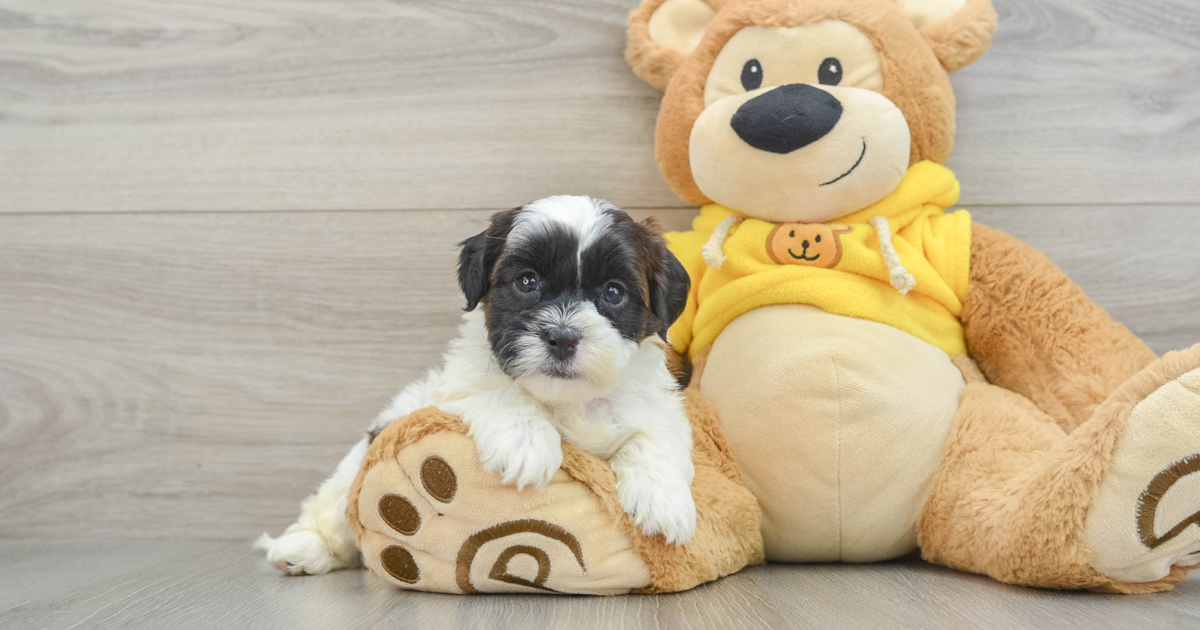 Energetic Shih Poo Toby: 3lb 1oz Doodle Puppy