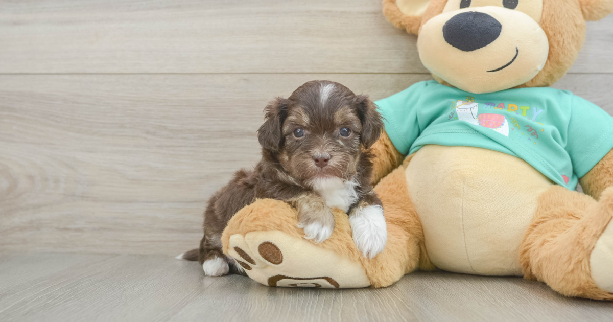 Little Shih Poo Toby: 3lb 12oz Doodle Puppy