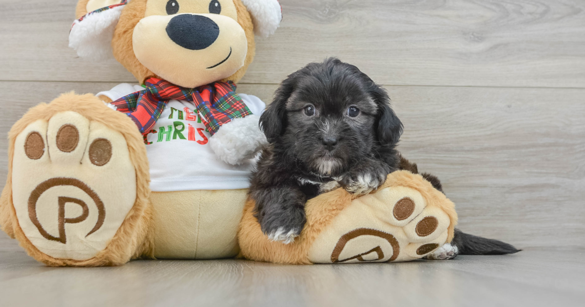 Funny Shih Poo Tom: 5lb 5oz Doodle Puppy