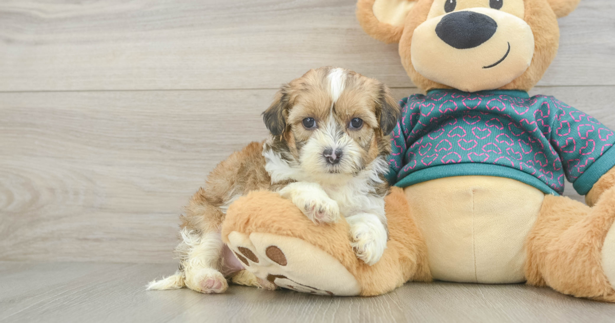 Hypoallergenic Shih Poo Valerie: 4lb 1oz Doodle Puppy