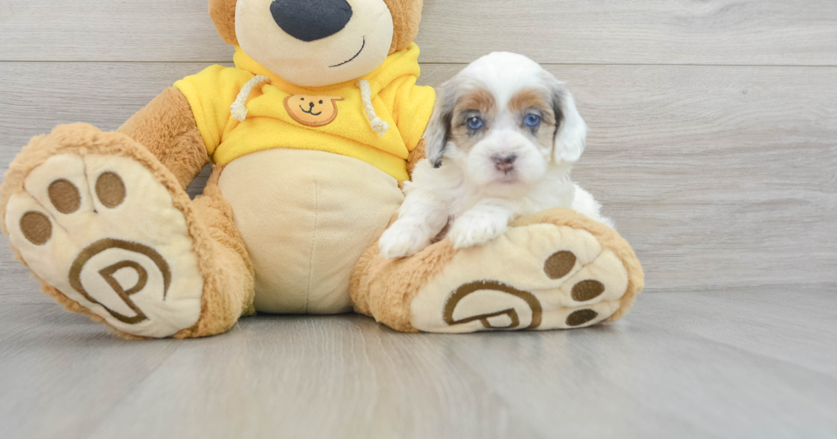 Smart Shih Poo Virginia: 3lb 9oz Doodle Puppy