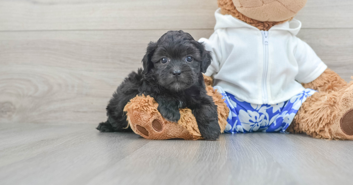 Hypoallergenic Shih Poo Willa: 2lb 12oz Doodle Puppy