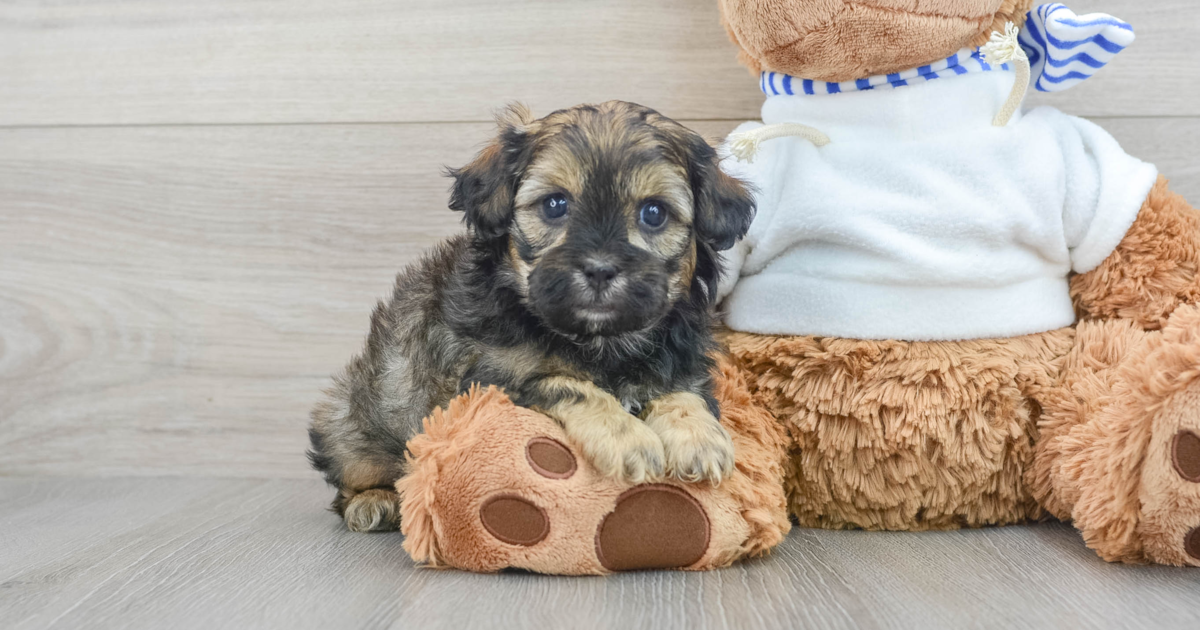 Funny Shih Poo Xavier: 4lb 4oz Doodle Puppy