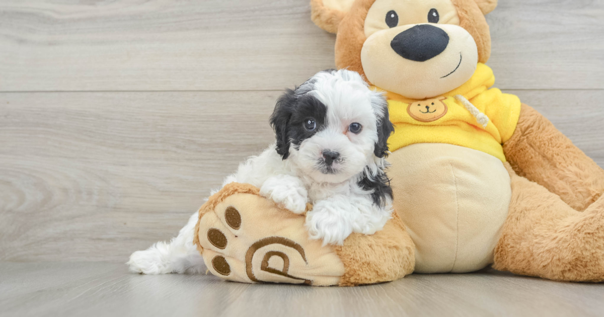 Happy Shih Poo Gretchen: 3lb 10oz Doodle Puppy