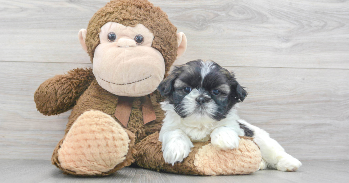 Adorable Shih Tzu Hank: 4lb 4oz Purebred Puppy