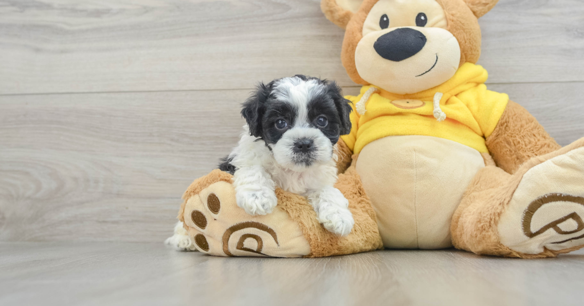 Playful Shih Poo Kenny: 2lb 14oz Doodle Puppy