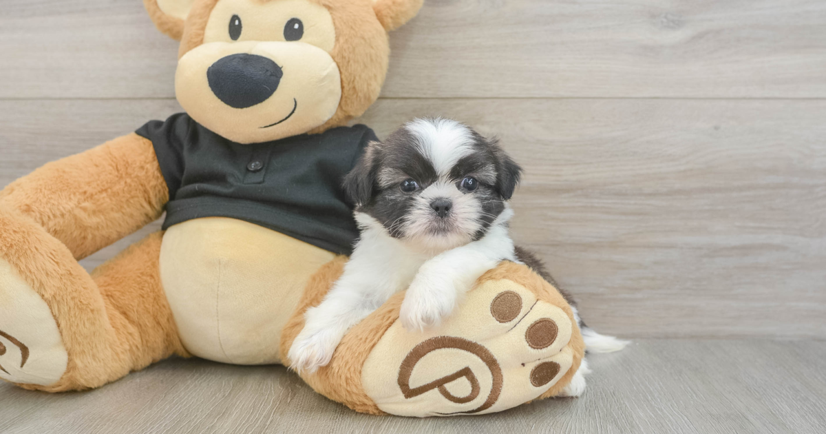 Popular Shih Tzu Papi: 3lb 7oz Purebred Puppy