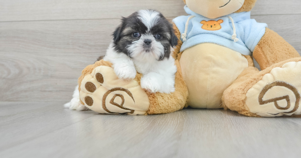 Small Shih Tzu Shane: 3lb 7oz Purebred Puppy