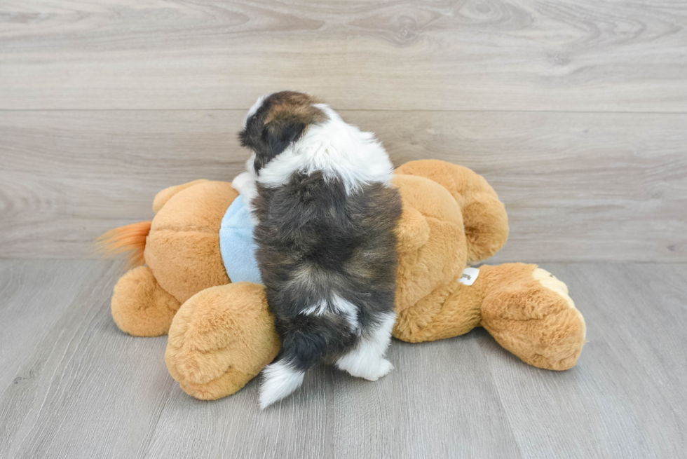 Small Shih Tzu Shane: 3lb 7oz Purebred Puppy