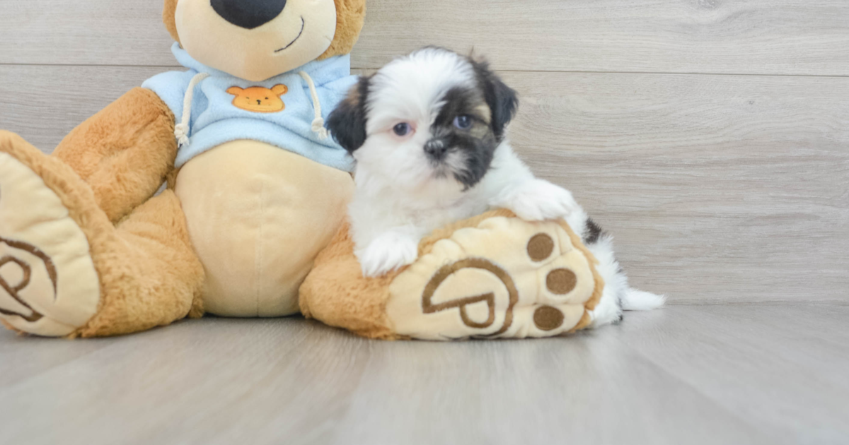 Popular Shih Tzu Stanley: 3lb 15oz Purebred Puppy