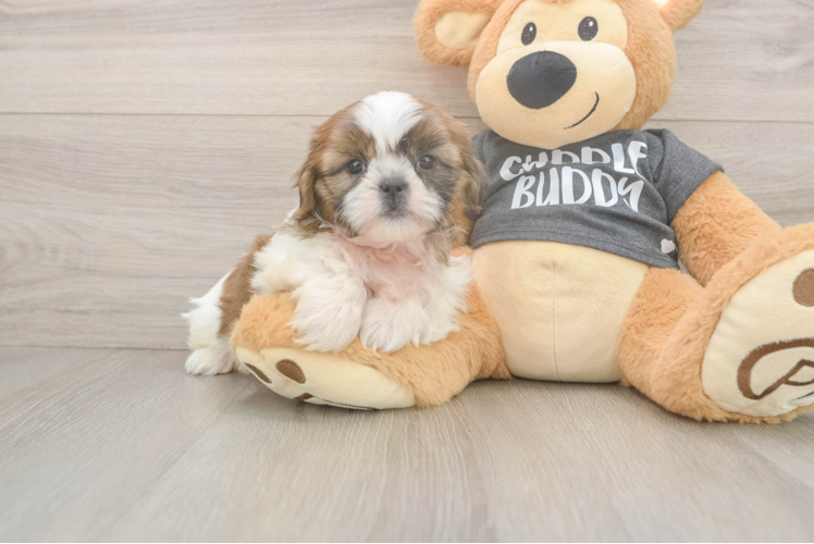 Cute Shih Tzu Xavier: 4lb 7oz Purebred Puppy