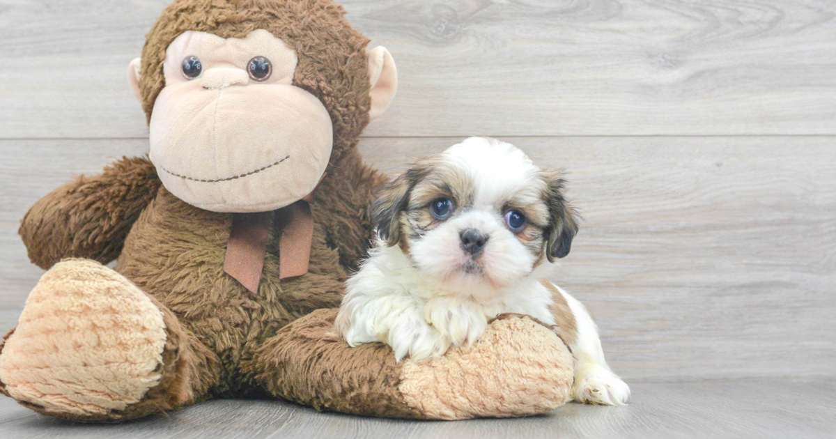 Popular Shih Tzu Xavier: 2lb 13oz Purebred Puppy