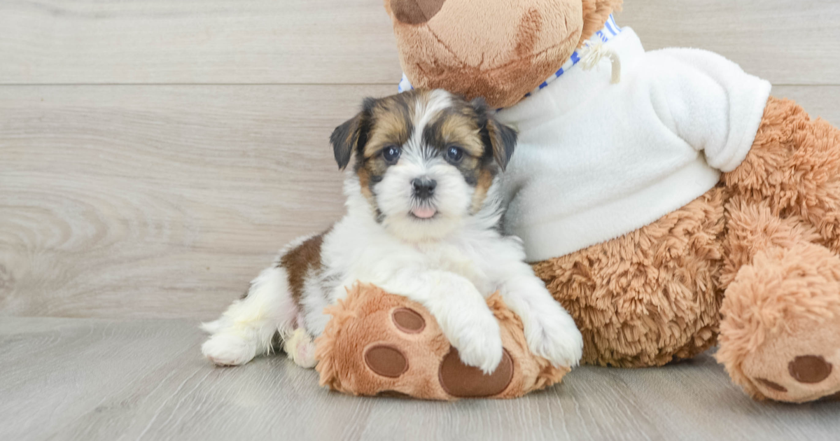 Cute Shorkie Barney: 4lb 15oz Designer Puppy