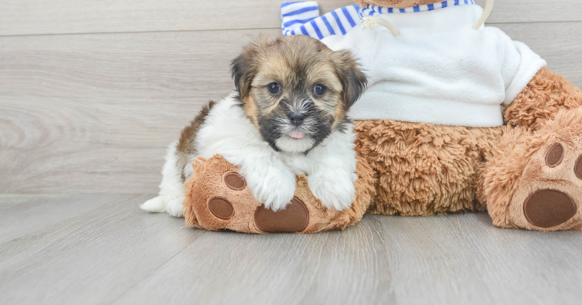 Petite Shorkie Benjen: 4lb 6oz Designer Puppy