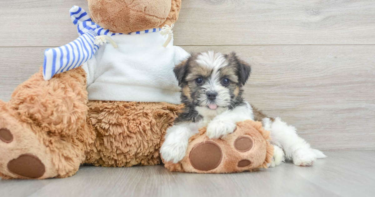 Happy Shorkie Billie: 3lb 10oz Designer Puppy