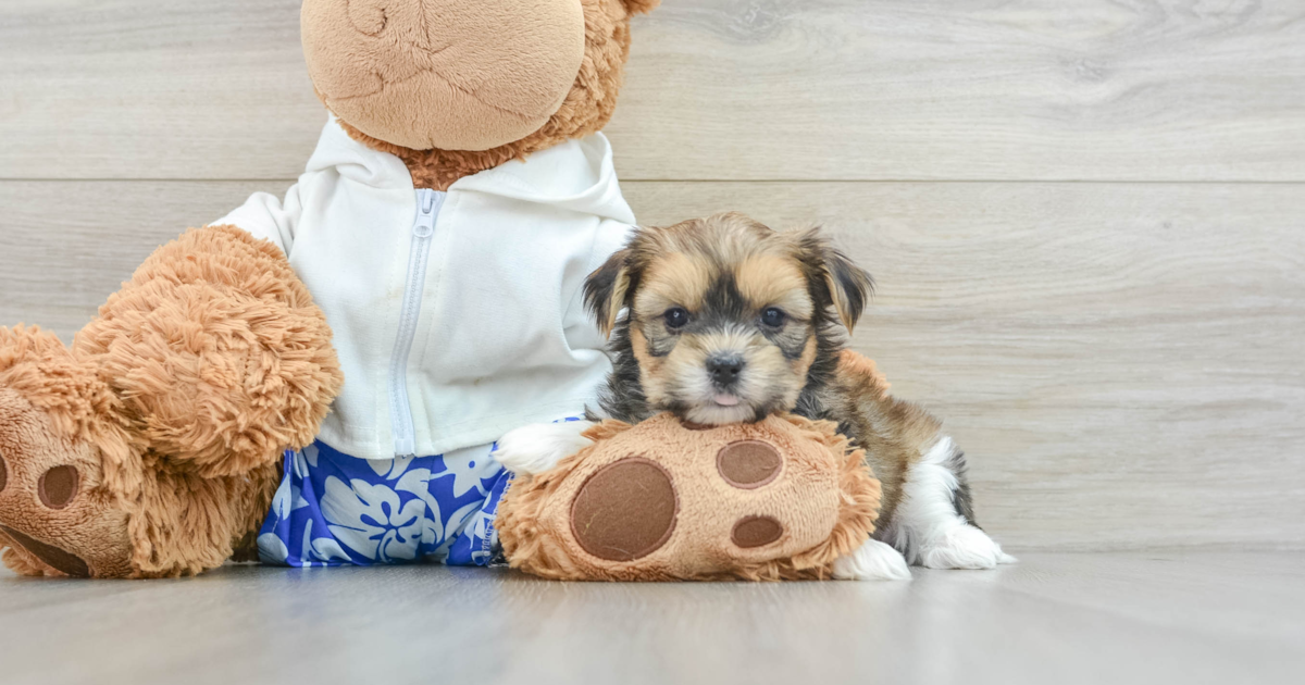 Cute Shorkie Billie: 2lb 15oz Designer Puppy
