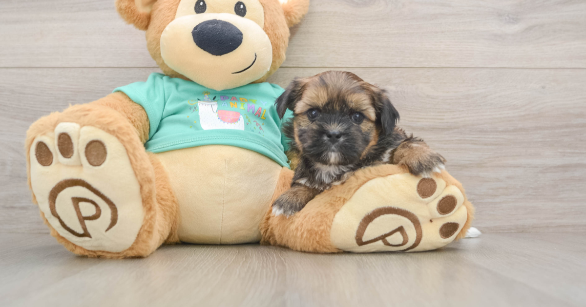 Hypoallergenic Shorkie Dodger: 3lb 8oz Designer Puppy