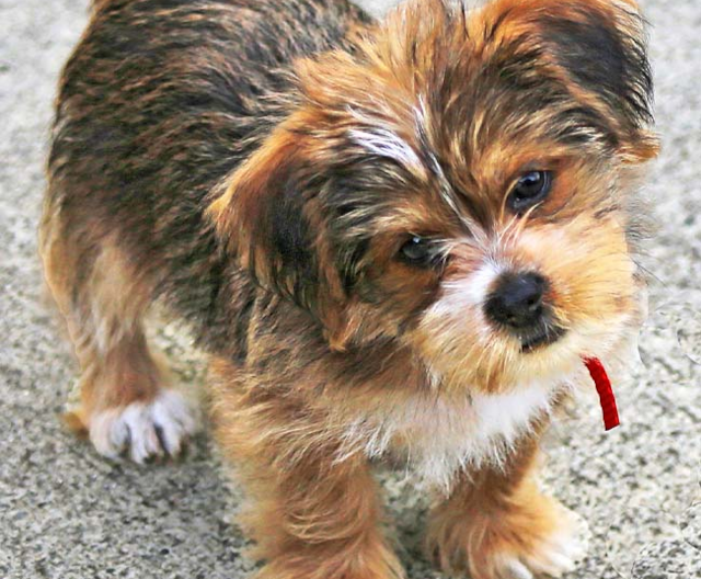 Toy Yorkie Chon Puppies For Sale | Premier Pups