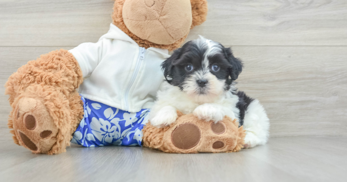 Small Teddy Bear Ace: 4lb 10oz Designer Puppy