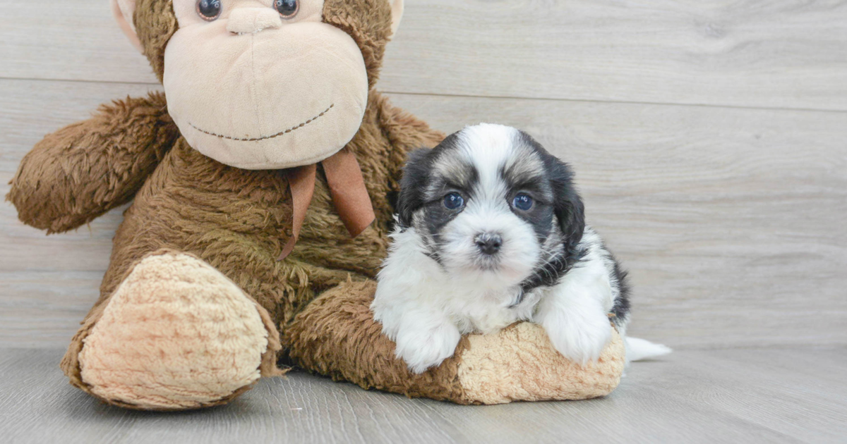 Funny Teddy Bear Adam: 3lb 3oz Designer Puppy