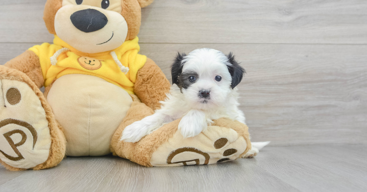 Playful Teddy Bear Adam: 3lb 1oz Designer Puppy