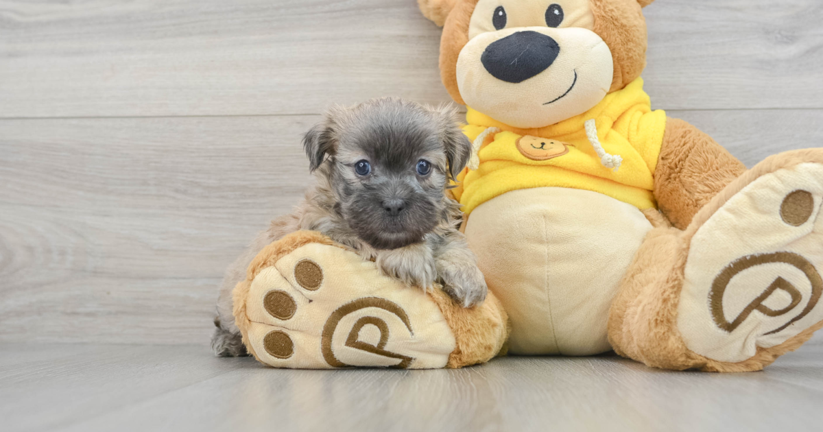 Smart Teddy Bear Adam: 3lb 15oz Designer Puppy
