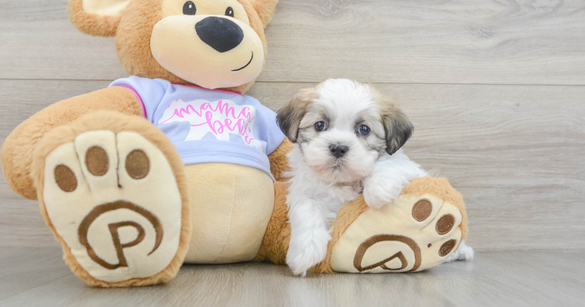 Energetic Teddy Bear Adam: 4lb 8oz Designer Puppy