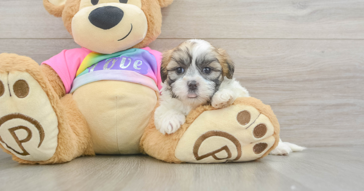 Petite Teddy Bear Addison: 2lb 14oz Designer Puppy