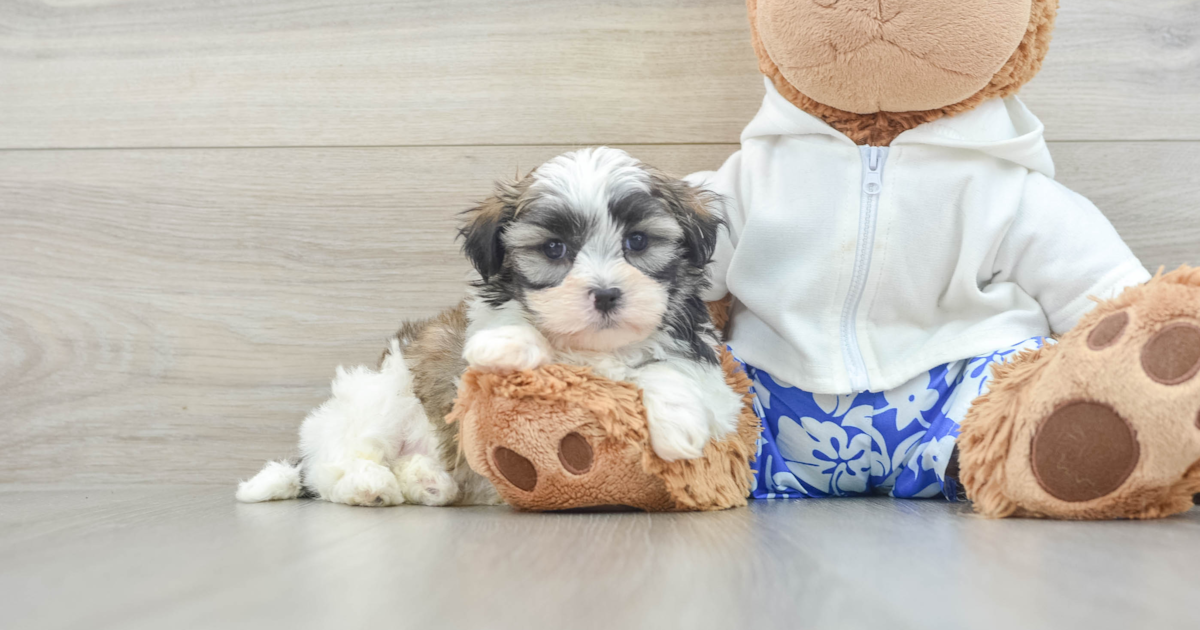 Popular Teddy Bear Allen: 3lb 8oz Designer Puppy