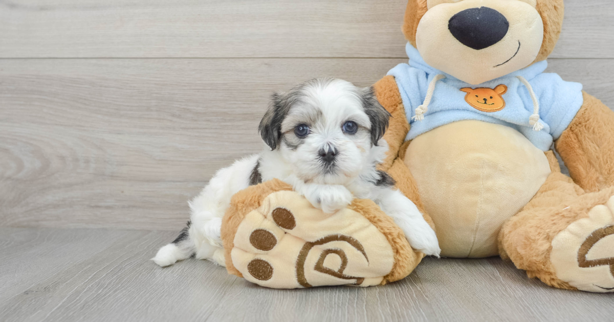 Playful Teddy Bear Alvin: 3lb 1oz Designer Puppy