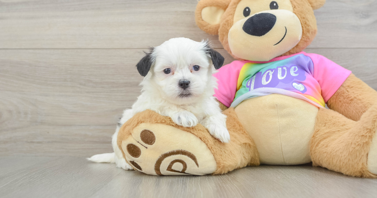 Happy Teddy Bear Alvin: 3lb 7oz Designer Puppy